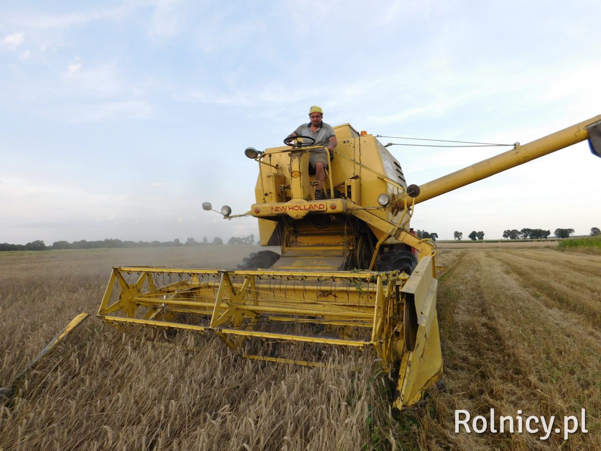 Żniwa pszenżyta by New Holland Clayson 133, zdjęcia - Rolnicy.pl