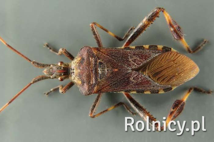 Do Polski przybyły owady z Ameryki Północnej!, zdjęcia - Rolnicy.pl
