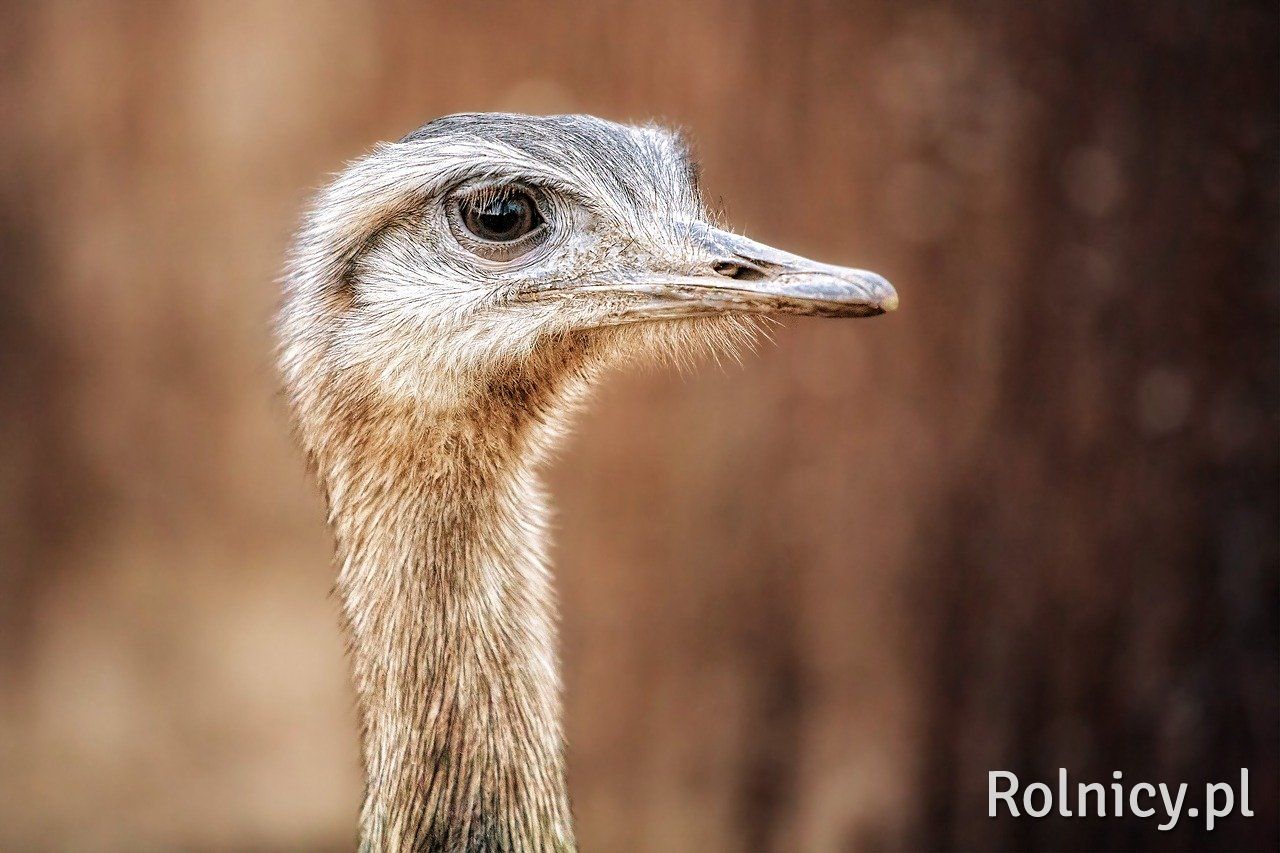 Hodowla strusi - co trzeba wiedzieć?, zdjęcia - Rolnicy.pl