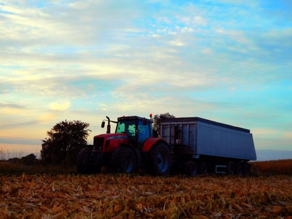 Massey Ferguson 7499 z 3-osiową naczepą podczas żniw kukurydzianych ...