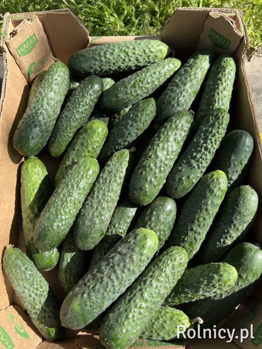 Ogórek gruntowy, Warszawa - Rolnicy.pl