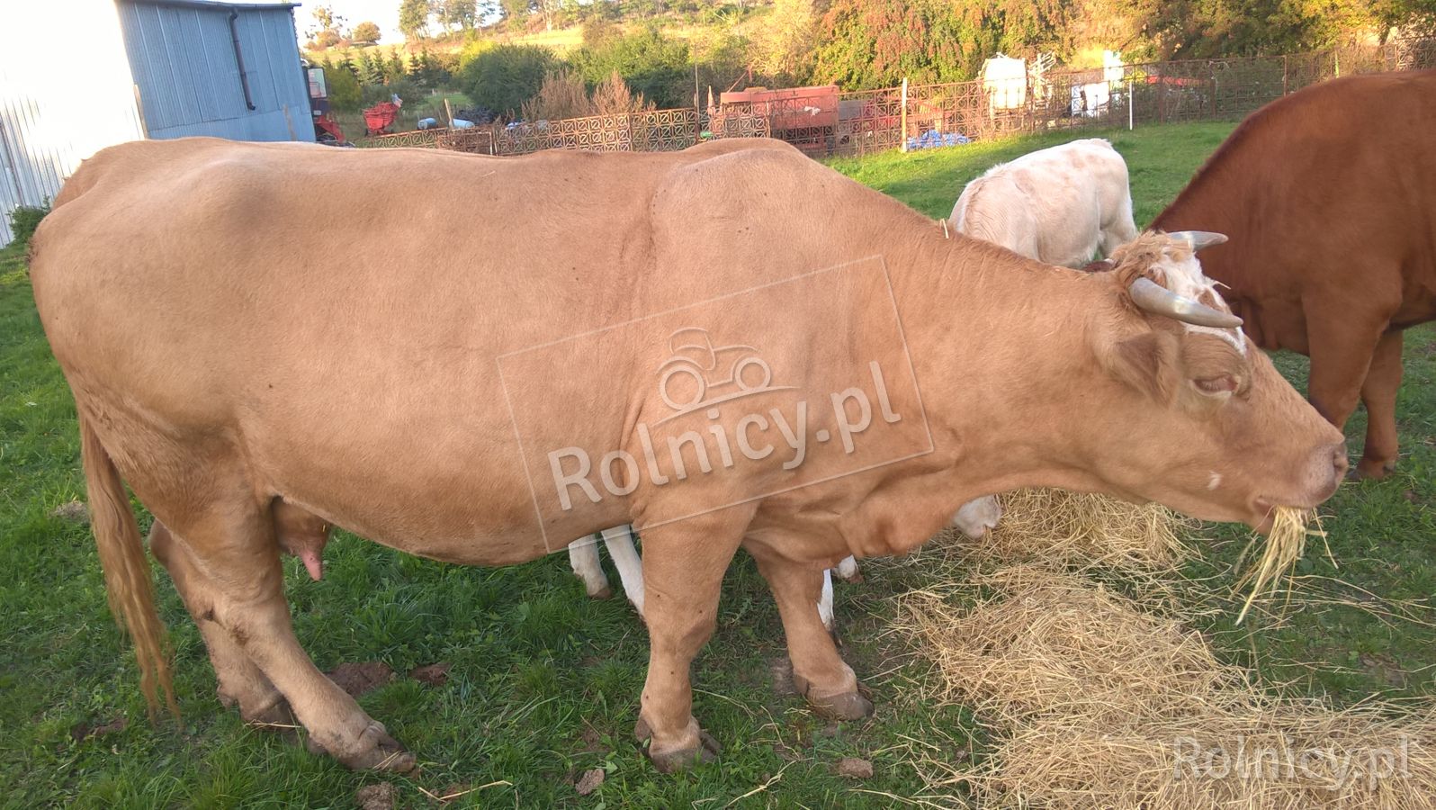 Sprzedam jałówki mięsne simental i krowy zacielone, Malbork - Rolnicy.pl