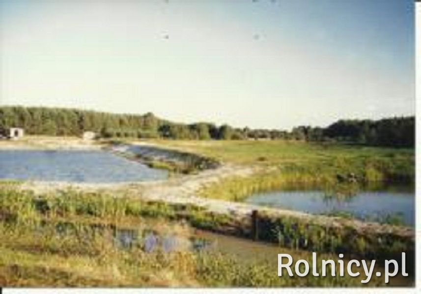 Sprzedam Stawy Rybne, Rumunki Jasieńskie - Rolnicy.pl