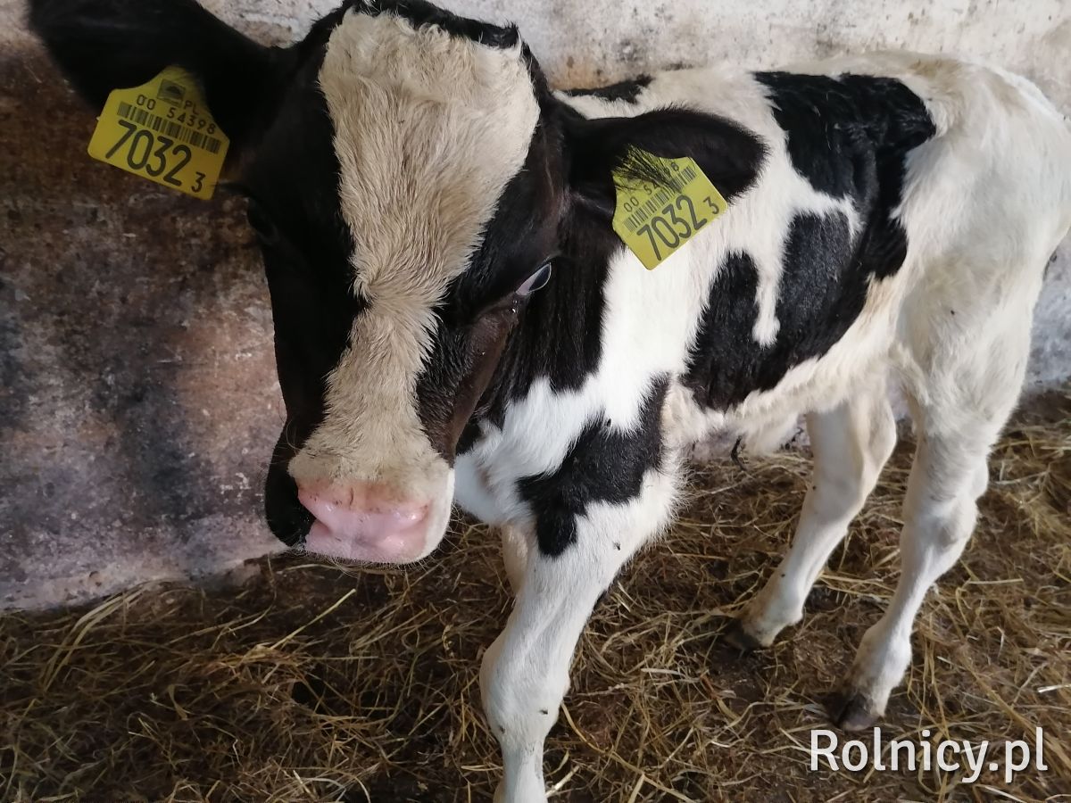 Byczek/Cielak, Sieradz - Rolnicy.pl