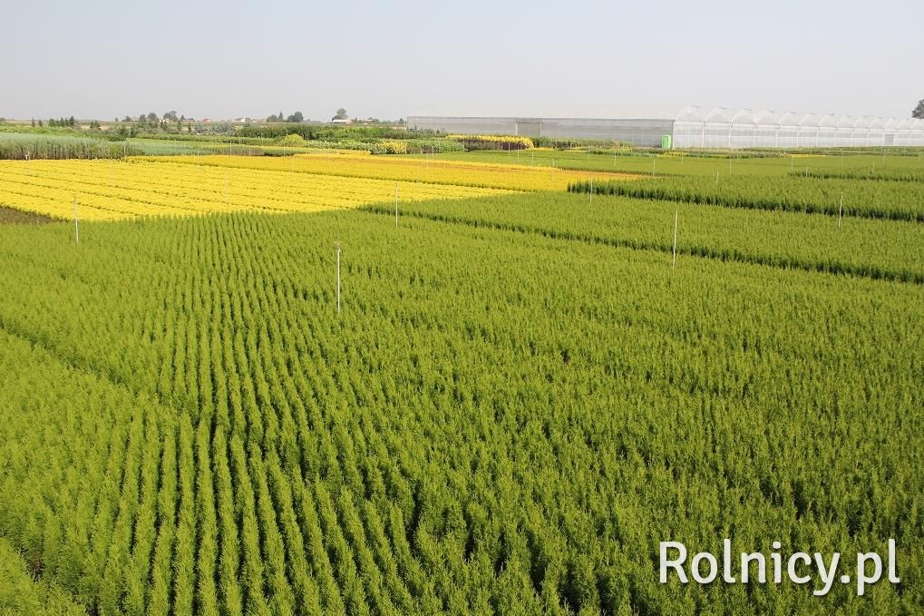 Szkółka Krzewów Ozdobnych Blabuś, Biała-Kopiec - Rolnicy.pl