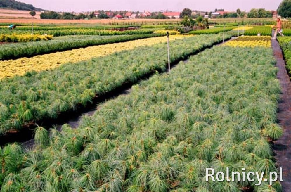 Gospodarstwo Ogrodnicze Roman Bodnar, Rogoźnica - Rolnicy.pl