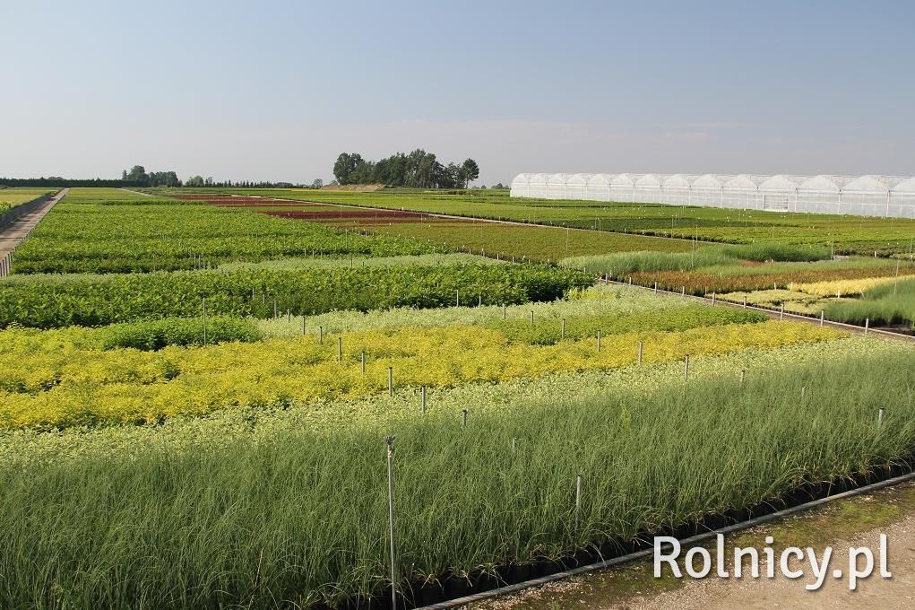 Szkółka Krzewów Ozdobnych Blabuś, Biała-Kopiec - Rolnicy.pl