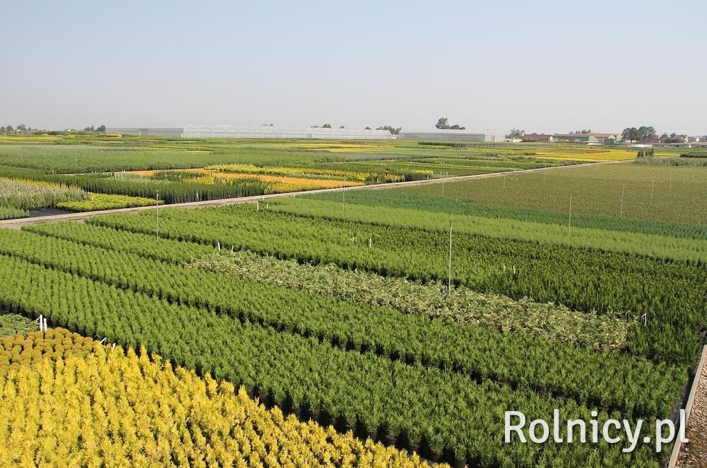 Szkółka Krzewów Ozdobnych Blabuś, Biała-Kopiec - Rolnicy.pl